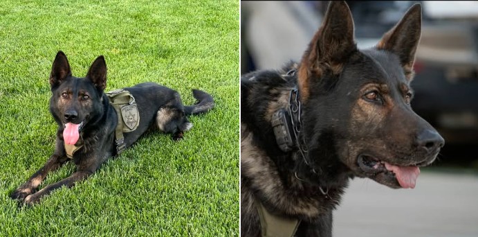 K9 Zidan’s Busy Week Leads to Arrests for Parole Violation and Drug ...